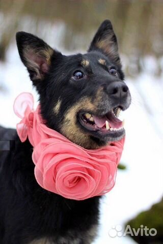 Красотка Джуди ищет дом