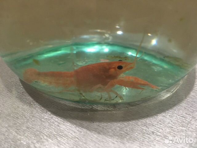 Рак флоридский