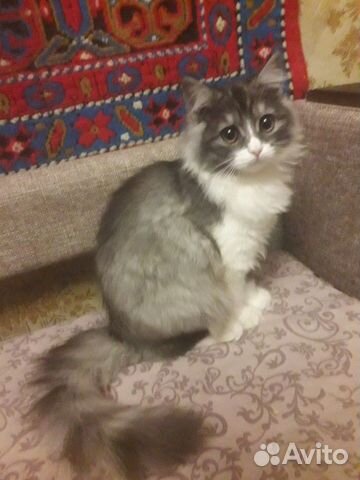 Кошечка Плюша