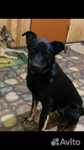 Билли ищет дом