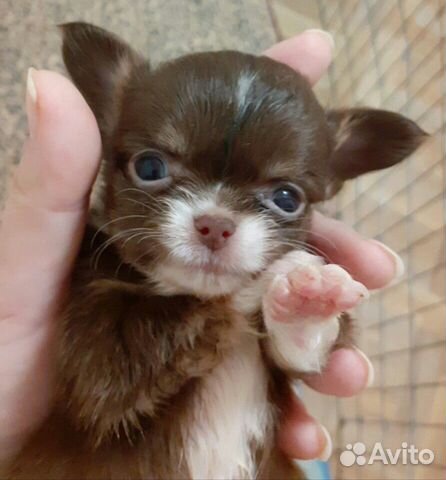 Чихуахуа большой выбор щенков