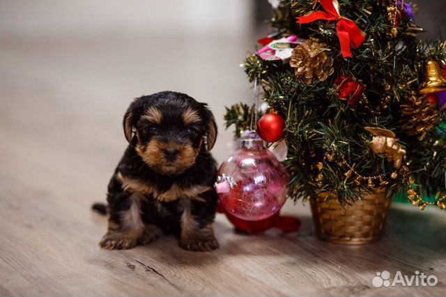 Йоркширский терьер