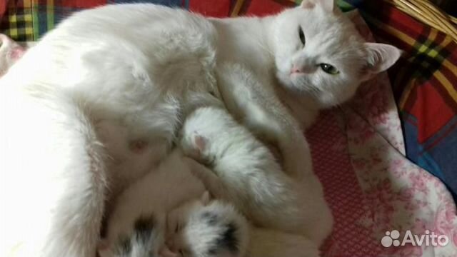 От умного кота. Безумно красивые