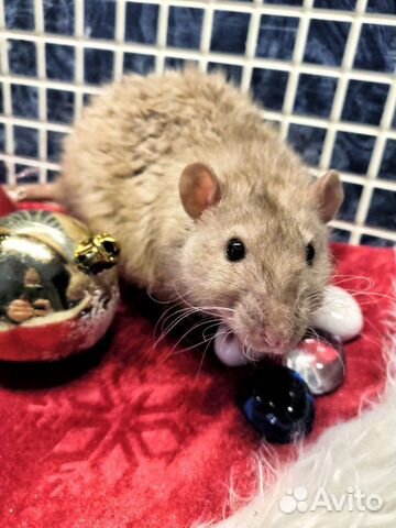 Крыса бурмиз пшеничный