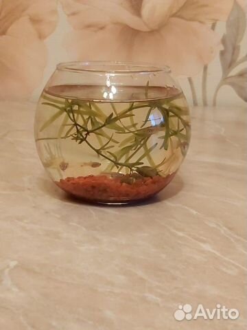 Комплект ваза с рыбками