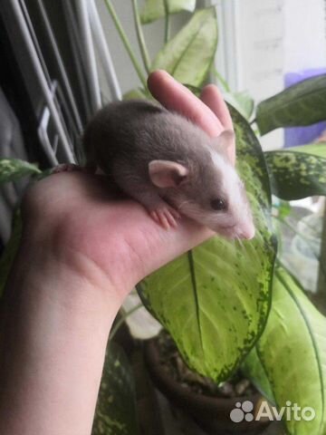 Крысенок Дамбо хаски с меткой