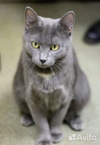 Кошечка метис русская голубая