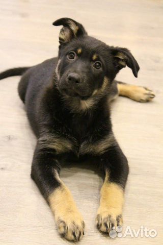 Овчароидный щенок в добрые руки