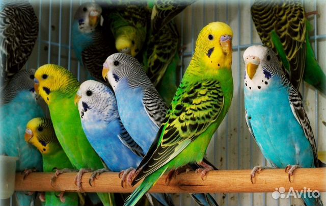 Молодые волнистики