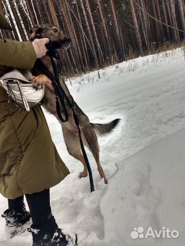 Найдена собака в районе ост. Южная