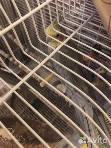 Пара попугаев «Карела»