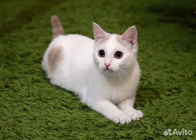 Хорошенький котёнок-девочка в дар