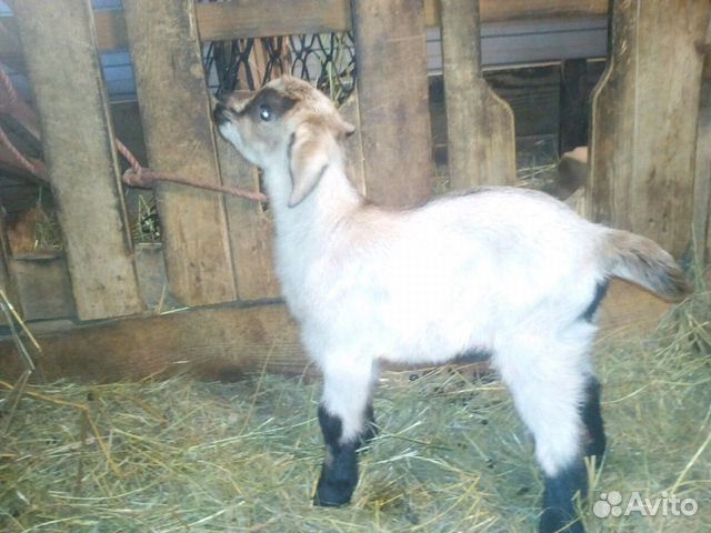 Процентные нубики