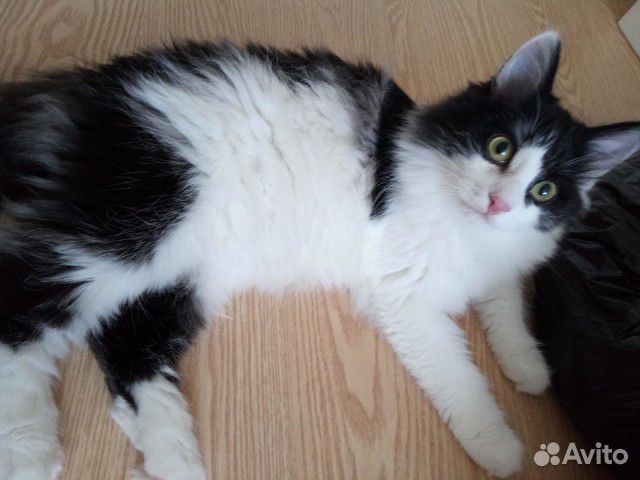 Котёнок