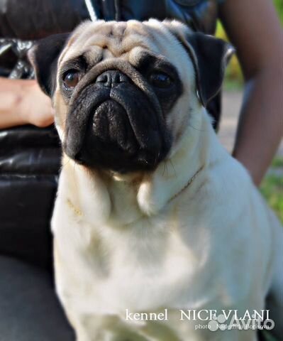 Элитный мопсик от Чемпионов