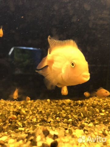 Рыба попугай (бледный оранжевый)