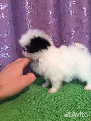 Мини. мини мальчик Японский Хин