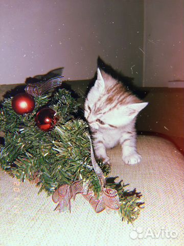 Котята