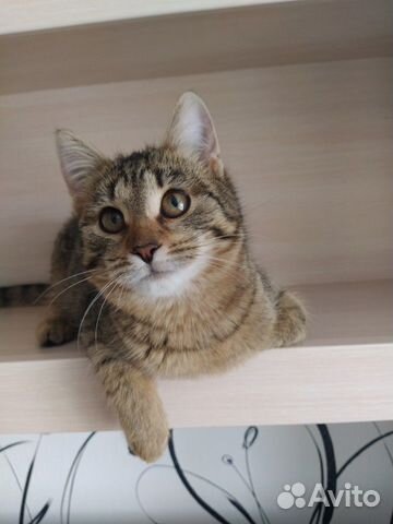Котенок