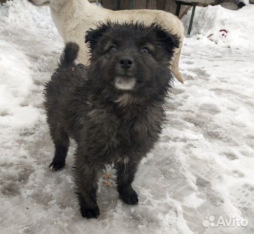 Щенок