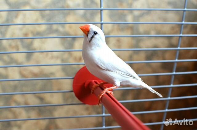 Отдам канарейку (амадин) в добрые руки с клеткой