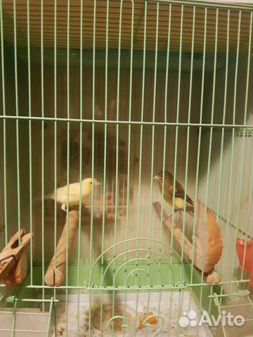 Канарейки самки