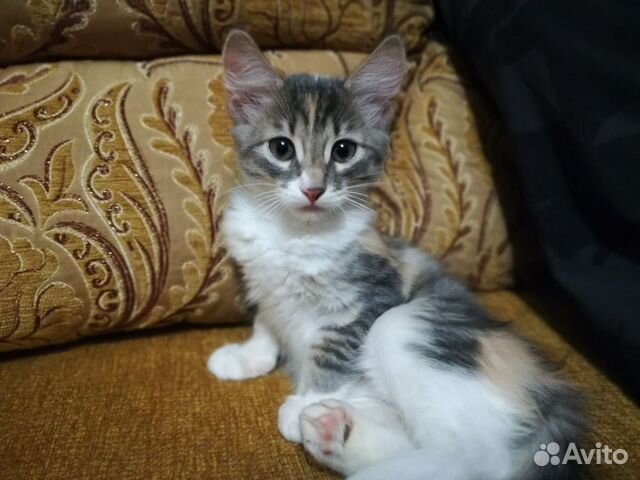 Кошка