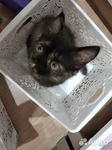 Котенок в добрые руки. Девочка 3 месяца, к лотку п
