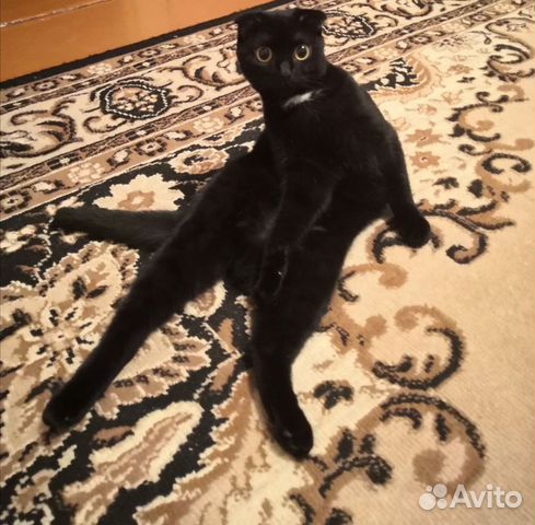 Кошечка шатландской породы на вязку