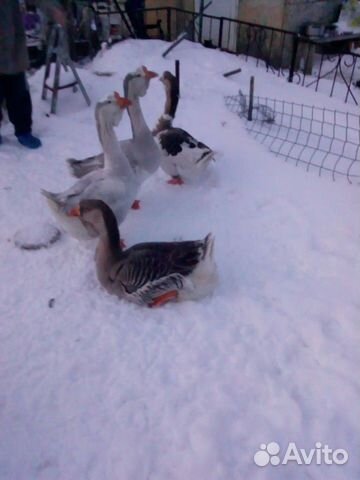 Гуси холмогорские