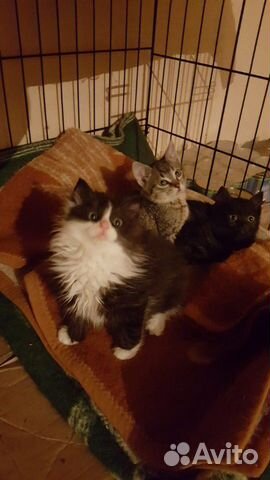 Чудесные котятки