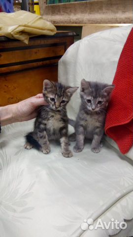 Милые котята воспитанные ищут хозяев