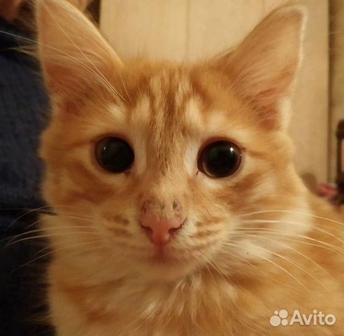 Кот Стивен Кусьевич