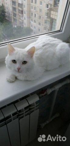 Кот