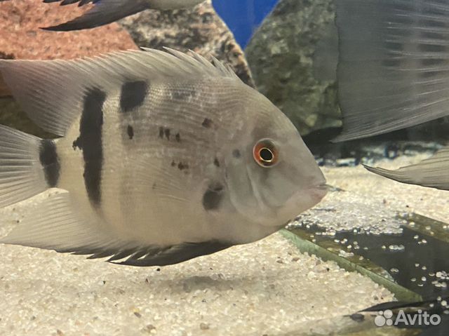 Рыба уару фернандеса