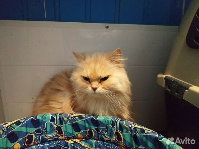 Кошка Перси, 4 года (из приюта)
