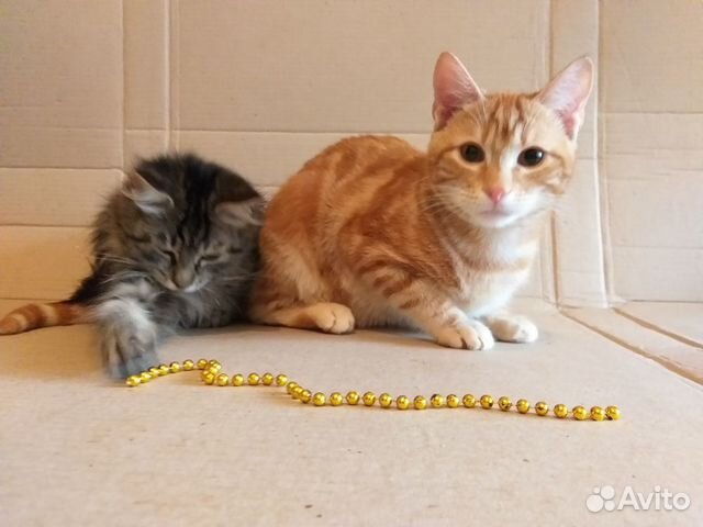 Яркий, рыжий, мраморный котик