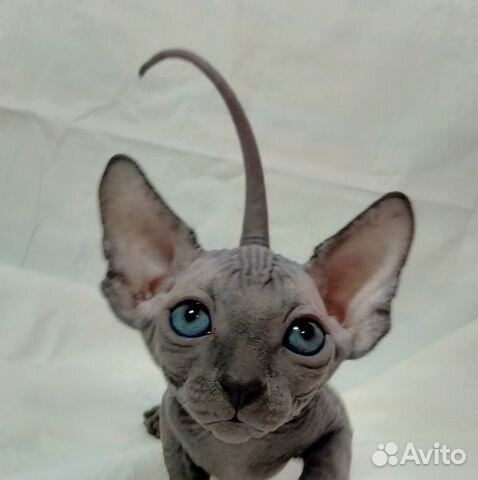 Канадский сфинкс