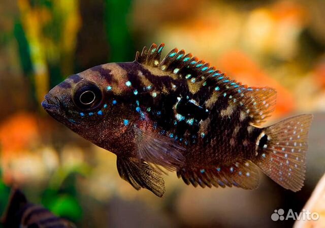Цихлазома восьмиполосая малек