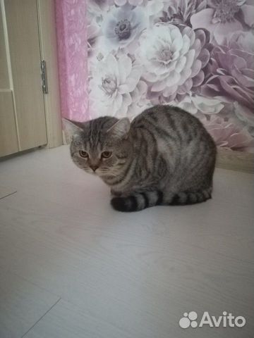 Кот "Марис"