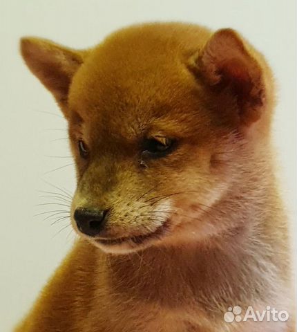 Щенки сиба ину