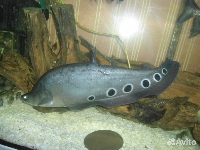 Южно американские цихлиды