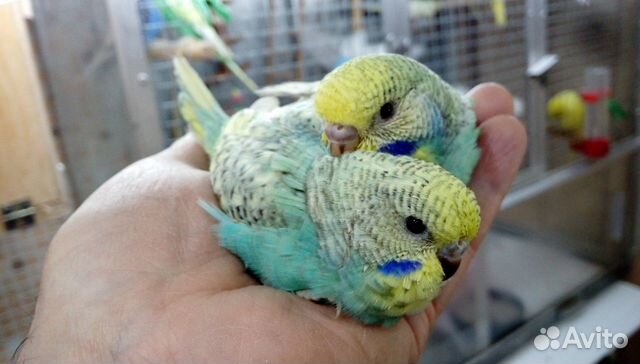 Желтолицые попугайчики