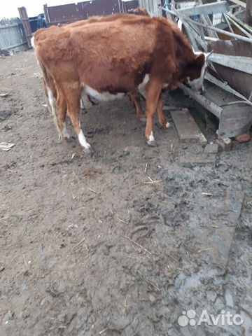 Стельная телочка