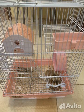 Отдам хомячка