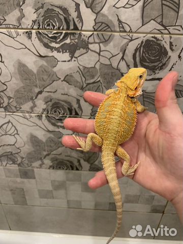 Бородатая агама