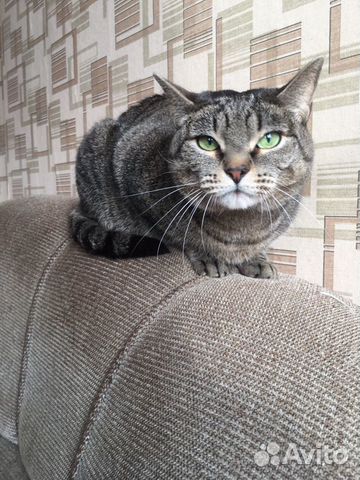 Кошка Лаура в добрые руки