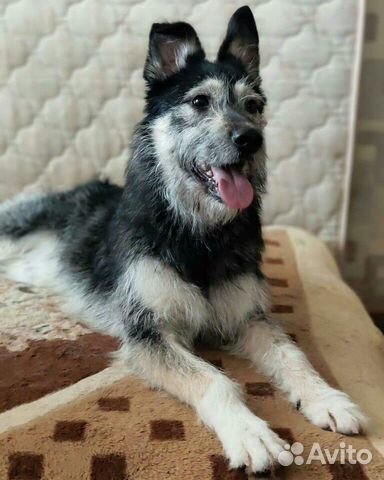 Забавная Микки в добрые руки