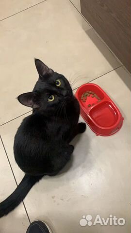 Отдаю кота в хорошие руки