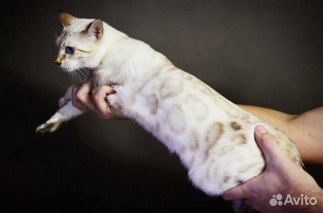 Бенгальская кошка линкс